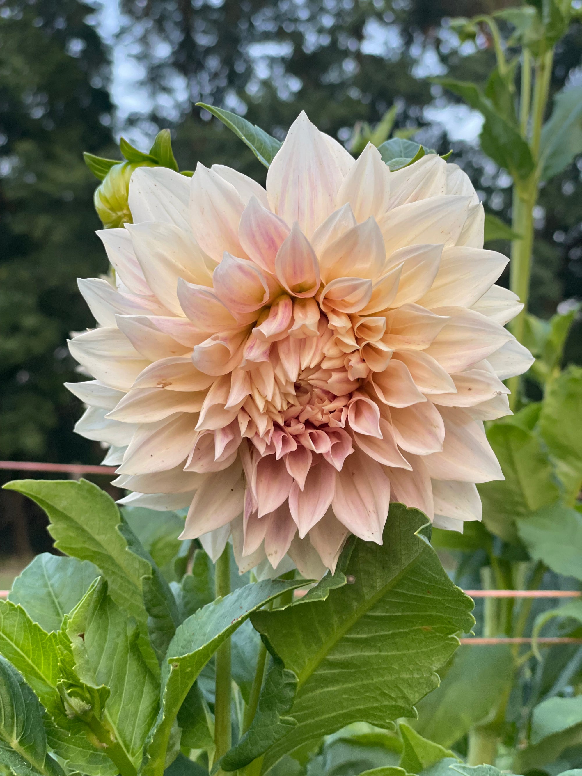 Ward's Farm NJ