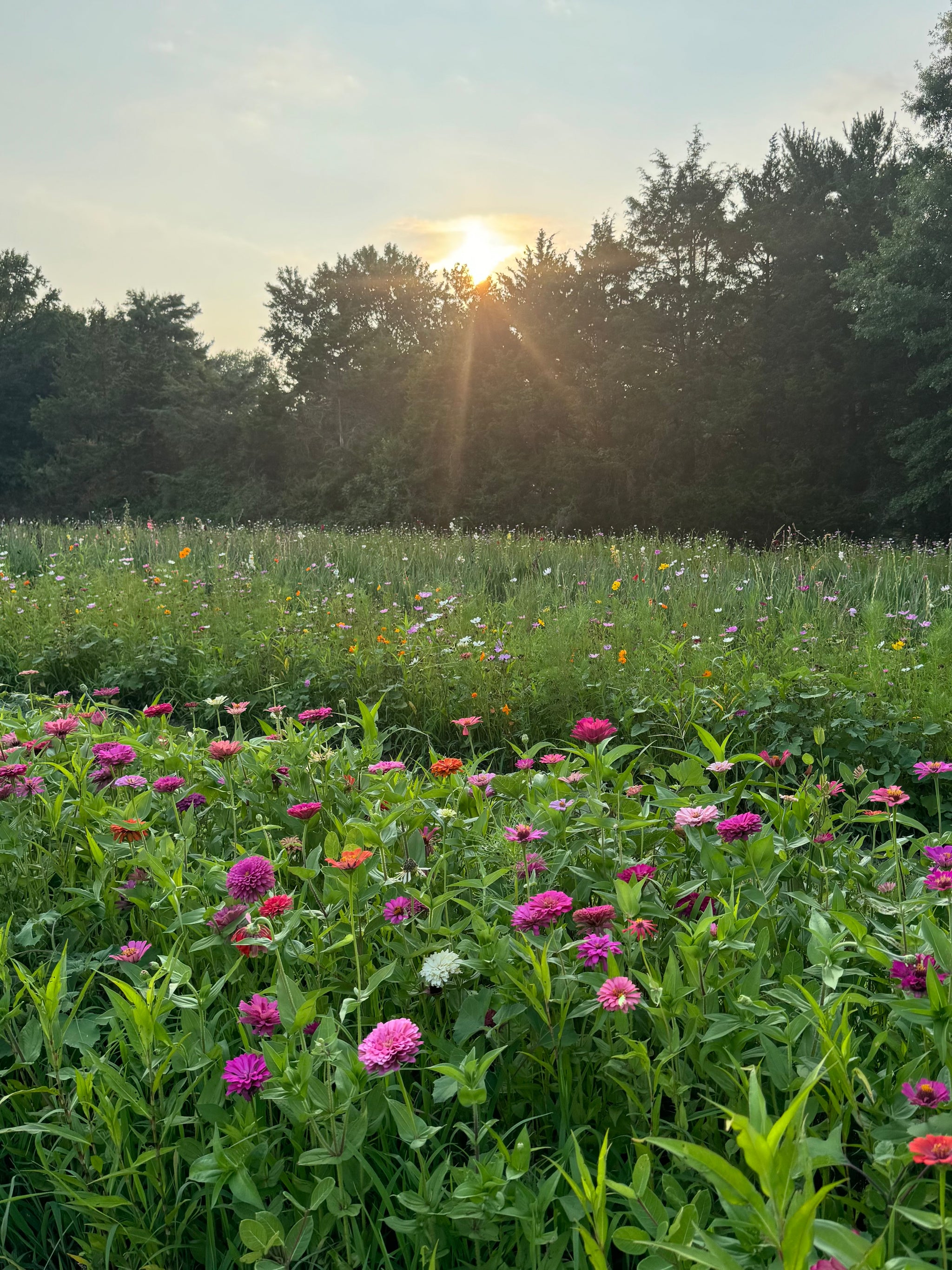 Ward's Farm NJ